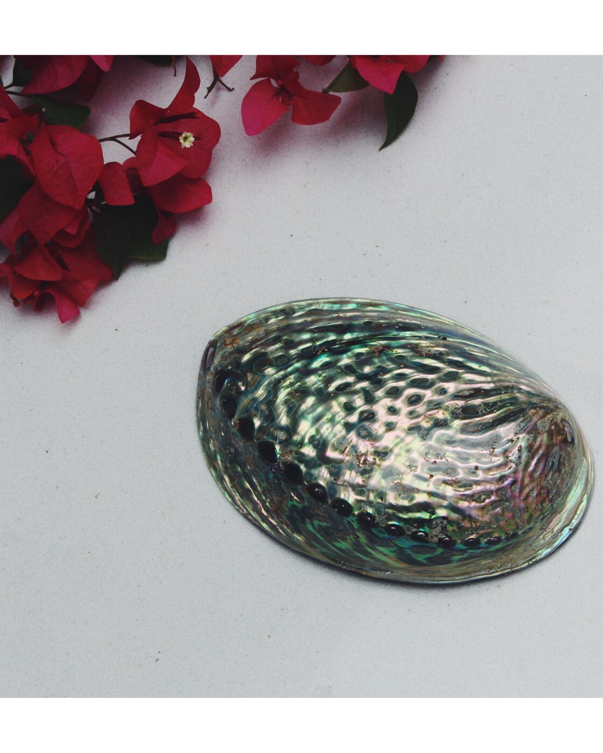 Ablone shell by The House Of Artisans | The Secret Label